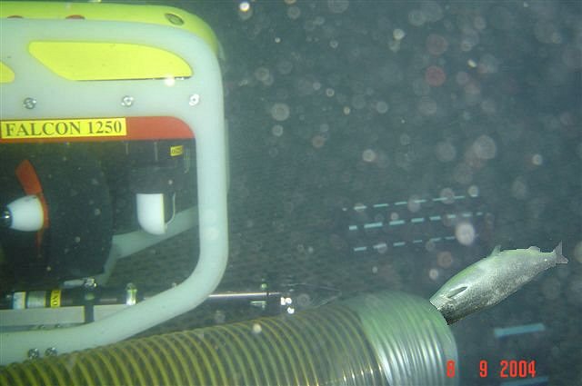 Electric Underwater Robotics (ROVs) | Saab Seaeye